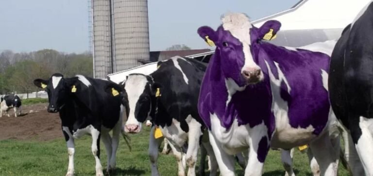 Purple Cow Concept - Make your business standout from Crowd